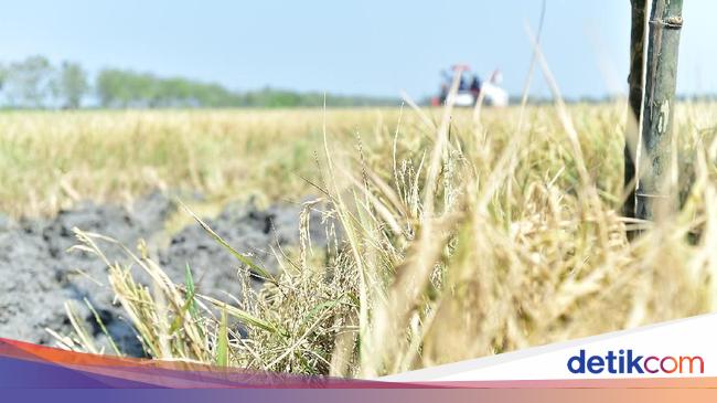 Produksi Padi Berkurang Akibat Faktor Cuaca dan Musim Tanam
