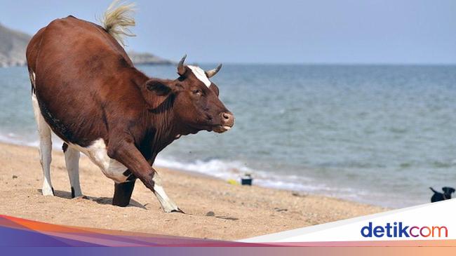 Moo! Sapi-sapi Penjaga Pantai, Ngamuk kalau Ada Turis yang Datang