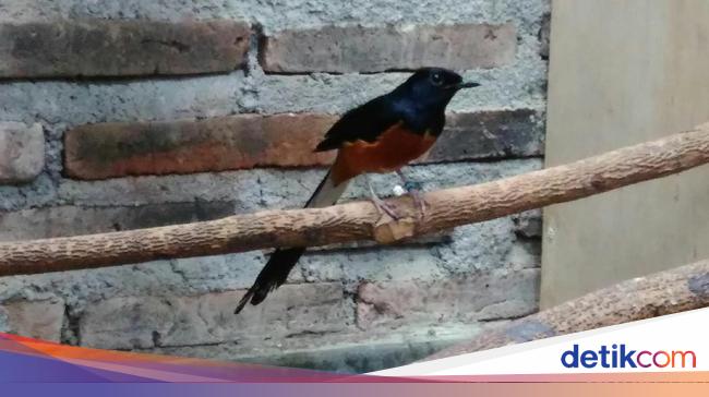 Modus Bawa Kursi Sendiri, Pencuri Gasak Burung Jutaan Rupiah di Palembang