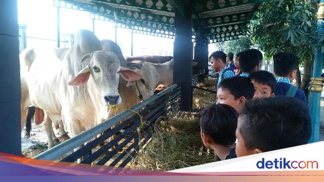 Ini Sapi Benggala 1 Ton Kurban Jokowi di Masjid Agung Jateng