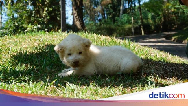 Imut, Seekor Bayi Singa Putih Lahir di Taman Safari Prigen