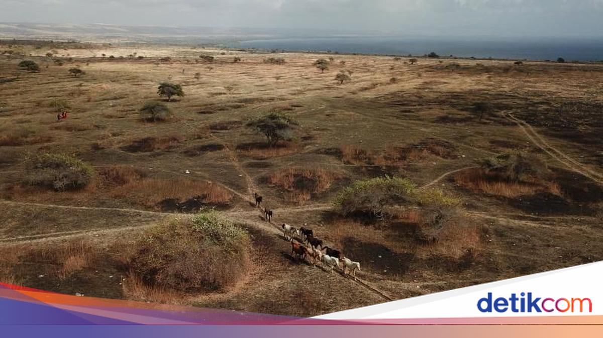 Savana Puru Kambera Sumba Timur, 'Afrika Kecil' di Indonesia dengan ...