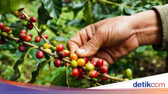Cultuurstelsel Adalah Sistem Tanam Paksa, Ini Sejarah dan Kebijakannya