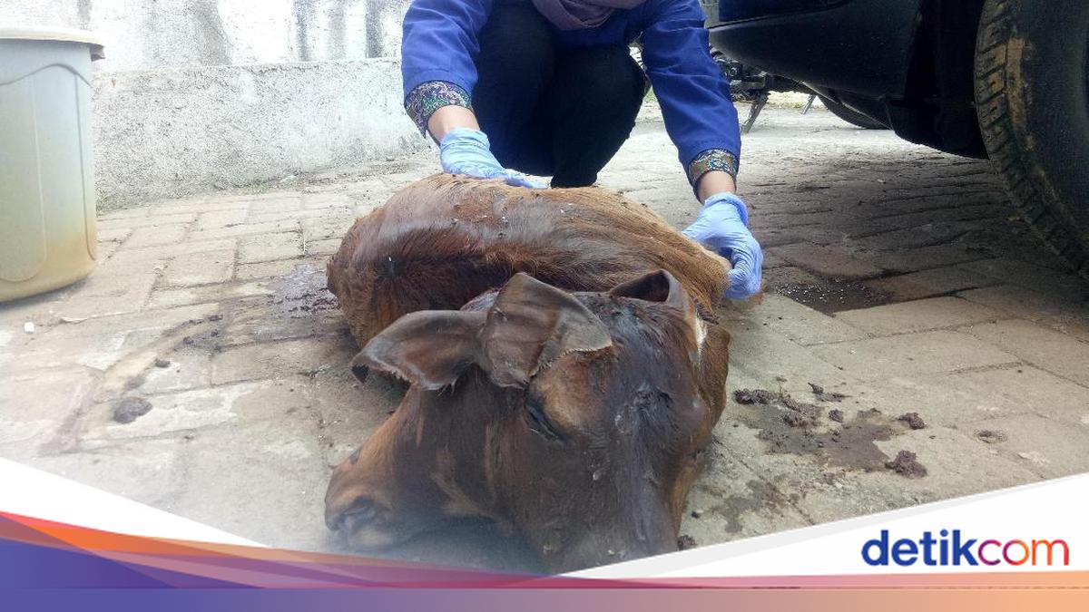Heboh! Sapi Berkepala Dua Lahir Lewat Operasi Caesar di Makassar