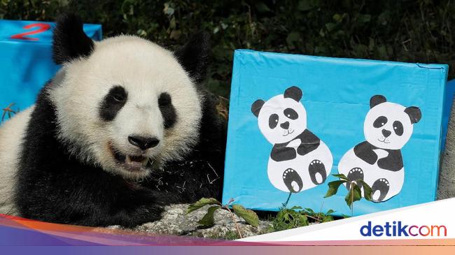 Melihat Tingkah Laku Panda yang Bikin Gemas