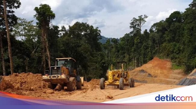Pakar UGM: Pembangunan IKN Berisiko Deforestasi Hutan Kalimantan