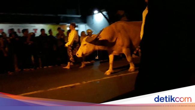 Sejarah Kebo Bule Keraton Solo, Hewan Klangenan Paku Buwono II sejak 1725