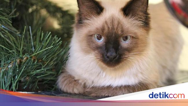 Ternyata Ini Ras Kucing yang Hidup Paling Lama, Sampai Berapa Tahun?