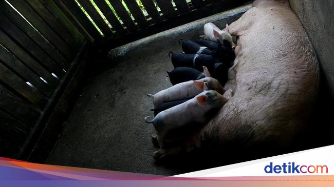 Singapura Setop Impor Babi Asal Batam Karena Flu Babi, Peternak Respons ...