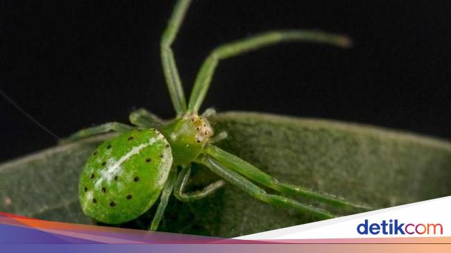 Sebanyak 37 Spesies Laba-laba Baru Ditemukan di Australia