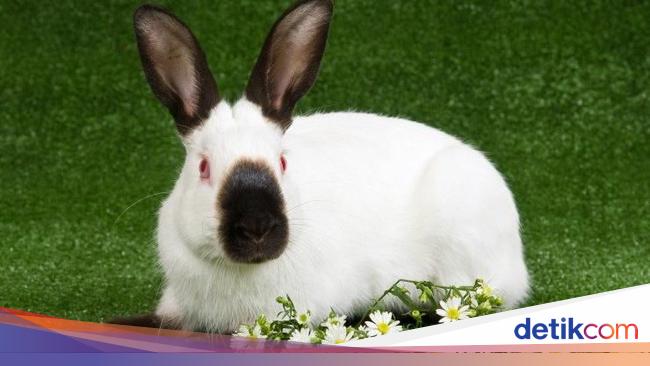 10 Jenis Kelinci Pedaging dan Hias untuk Peliharaan