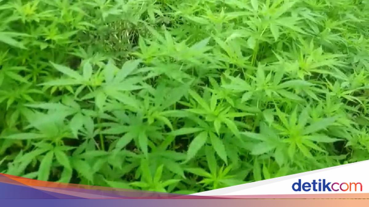 Ini Sebabnya Ganja Bisa Bikin Nge-fly