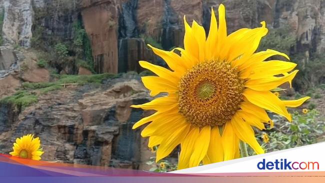 Mau Lihat Bunga Matahari Cantik di Bandung? Ini Tempatnya