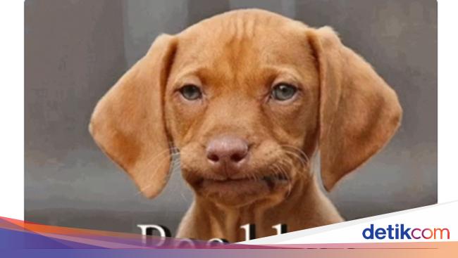 Chelsea vs MU Seru, Ramai Meme-meme Lucu