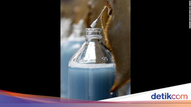 Darah Biru Belangkas yang Selamatkan Jutaan Nyawa Manusia