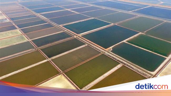 Penampakan Tambak Garam Raksasa di China