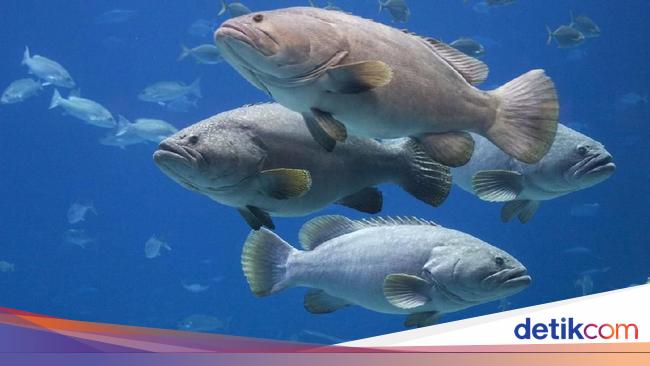 Tuna hingga Teripang, 5 Hasil Laut Indonesia Ini Dibanderol Harga Mahal