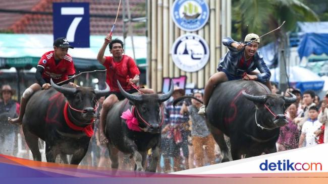 Tak Hanya Indonesia, Thailand Juga Punya Balapan Sapi