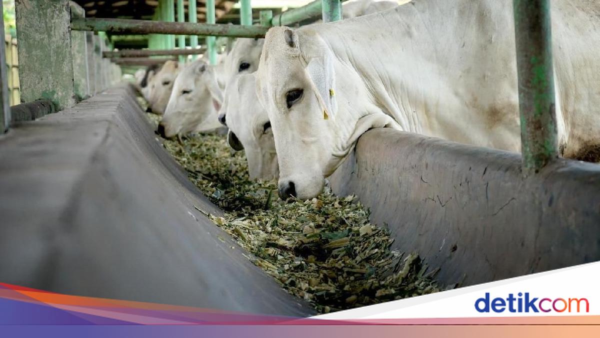Main-main Harga Sapi Hidup Terbongkar, Pengawasan Lapangan Diperketat