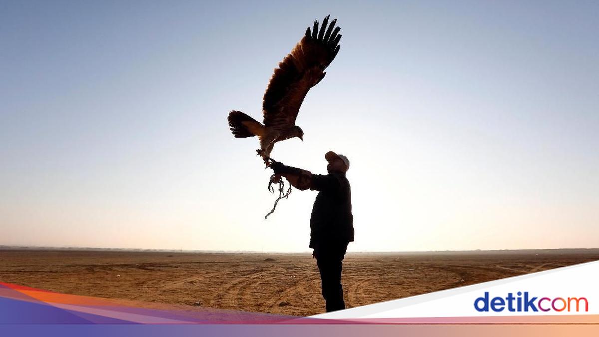 Melihat Aksi Para Pawang Elang di Gurun Pasir Mesir