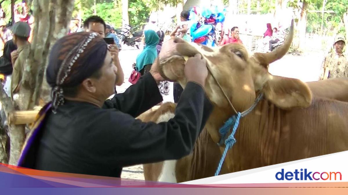 Melihat Tradisi Gumbregan di Gunungkidul, Puluhan Sapi Santap Ketupat