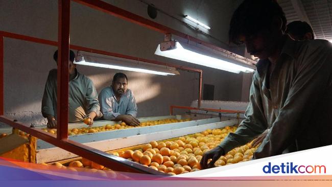 Melihat Eksportir Jeruk Kino di Pakistan