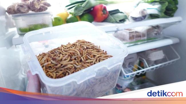 Kini Ada Paket Ternak Cacing untuk Diolah Jadi Makanan