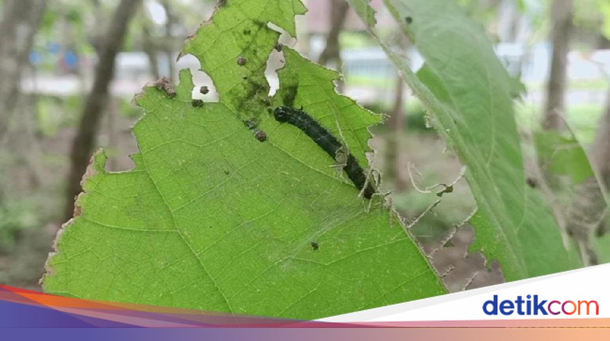 Apakah Ulat Jati Bikin Gatal dan Berbahaya? Ini Penjelasannya