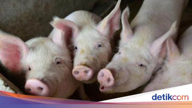 Babi Asal Pulau Bulan Batam yang Diekspor ke Singapura Positif Flu Babi ...