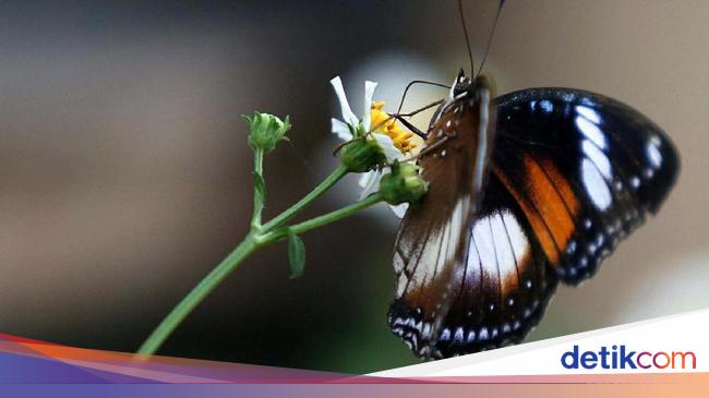 Ternyata Kupu-kupu dan Ngengat Masih Ingat Saat Jadi Ulat
