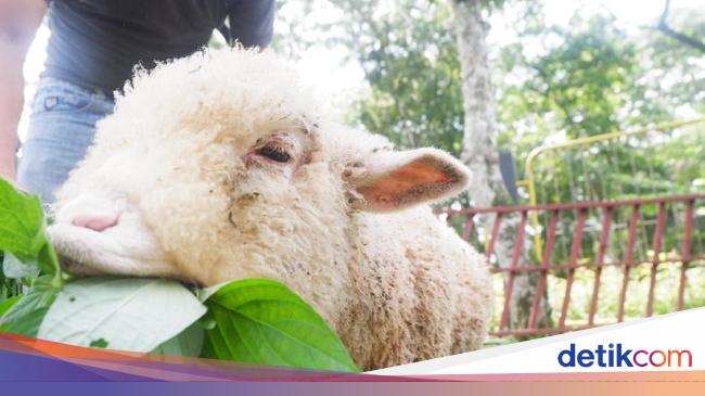 Foto: Penampakan Domba Batur yang Populasinya Terus Turun