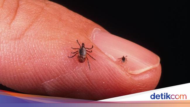 Potret Kutu Pengisap Darah yang Gigitannya Bisa Bikin Kamu Alergi Daging