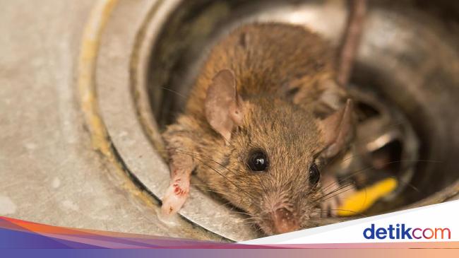 Jangan Sembarangan, Begini Cara Buang Bangkai Tikus yang Benar