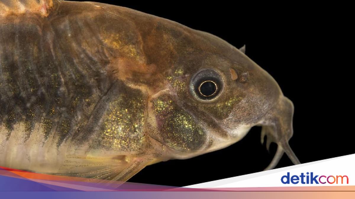 Telan Ikan Hias Hidup, Pria Ini Keracunan hingga Muntah Darah