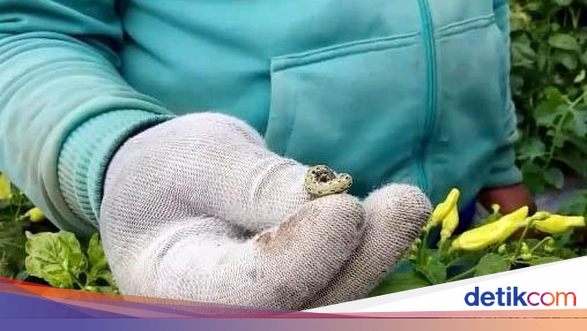 Perusahaan Pengendali Hama Asal Inggris Lebarkan Sayap ke RI