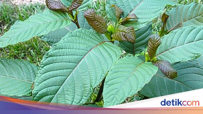 Dilema Kratom, Tanaman Berefek Candu yang Dilarang di Indonesia