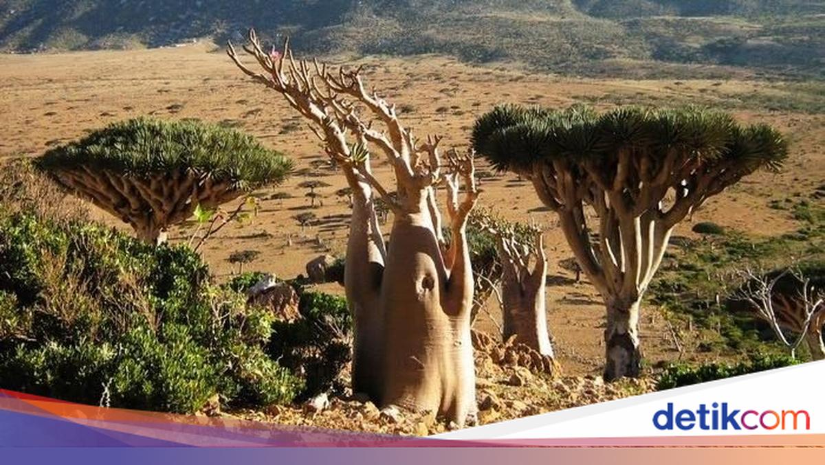 Cerita Turis Terjebak di Pulau Tempat Tinggal Dajjal, Harus Bertahan ...
