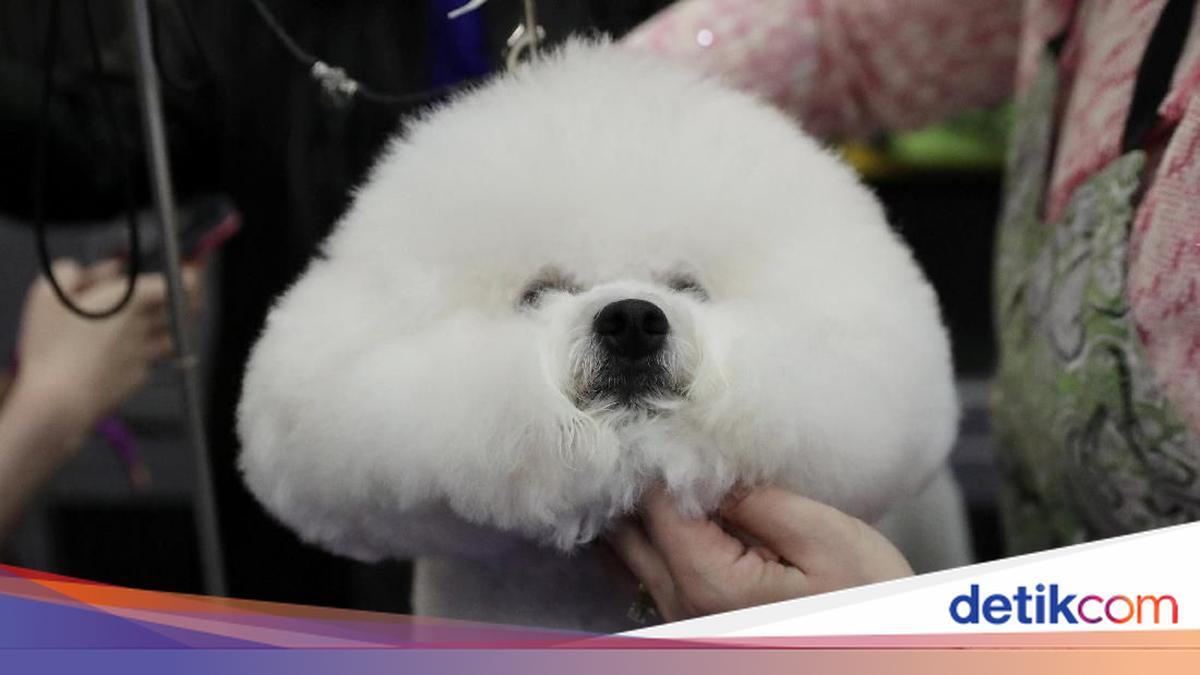 30 Nama Anjing yang Lucu beserta Artinya