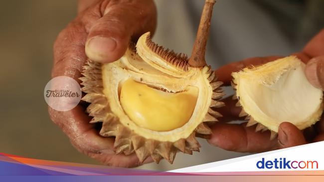 Nyam! Meski Imut Mini Durian Ini Dagingnya Tebal