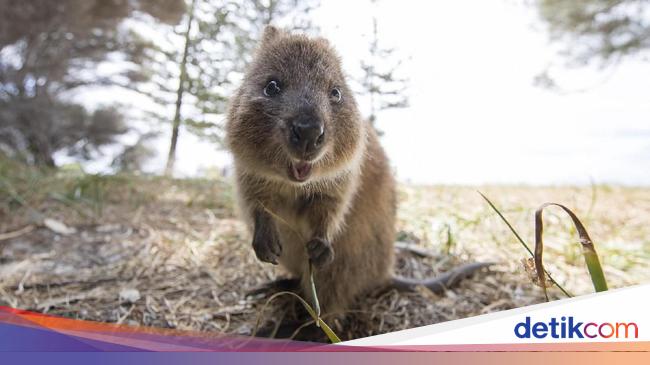 Gemasnya Quokka, 'Tikus Raksasa' yang Suka Senyum