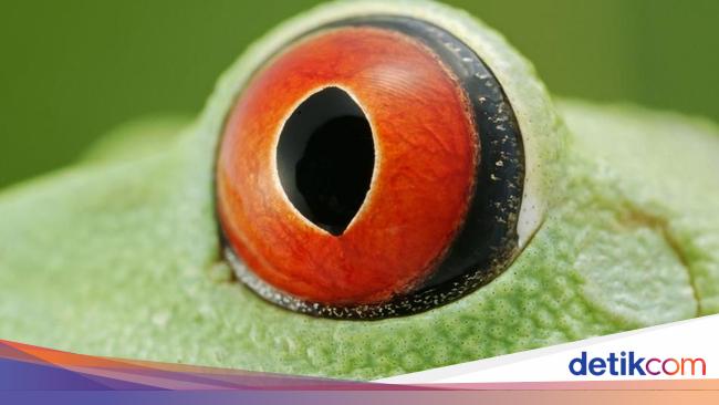 Yuk, Tebak Foto Mata Hewan