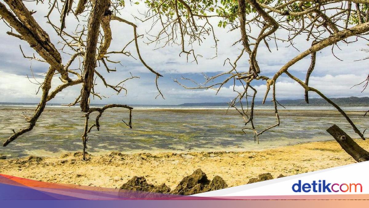 Alas Purwo, Hutan Tertua di Pulau Jawa yang Diselimuti Misteri