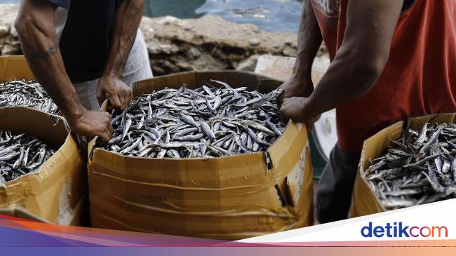 KKP Bagi-bagi Ikan Asal Malaysia di Batam, Jumlahnya 4 Ton!