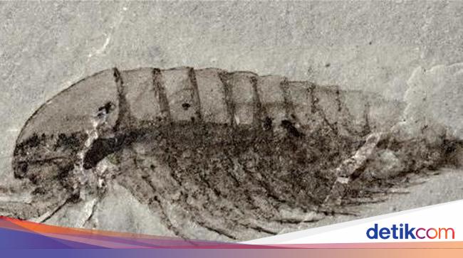 Fosil di China Rekam Ledakan Makhluk Hidup 500 Juta Tahun Lalu