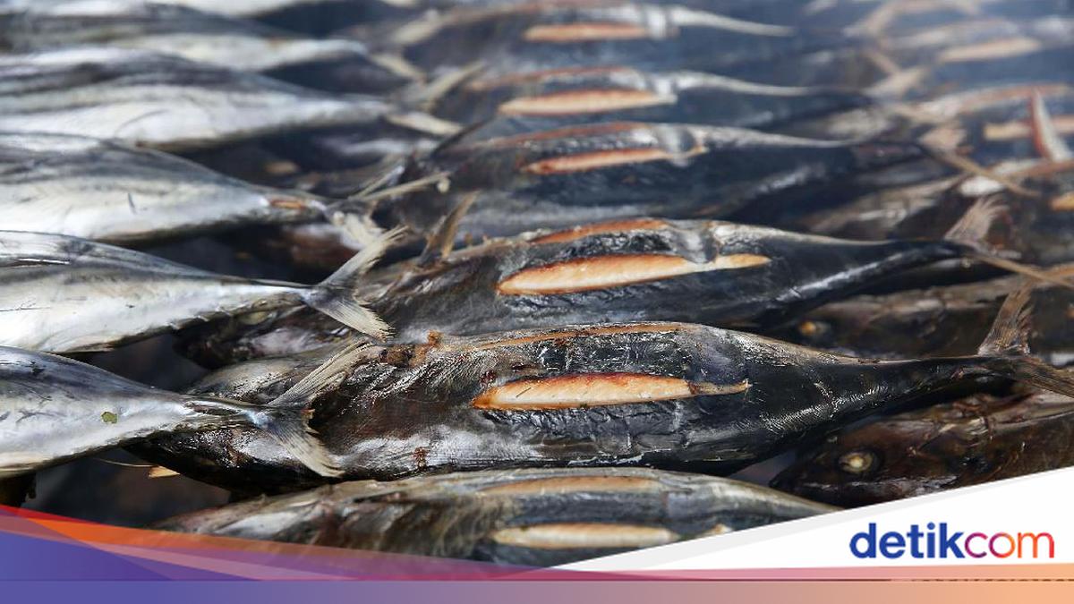 Mengenal Ikan Cakalang, Ikan yang Sering Dikira Sama dengan Ikan Tongkol