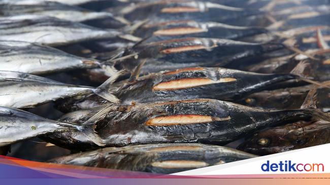 Mengenal Ikan Cakalang, Ikan yang Sering Dikira Sama dengan Ikan Tongkol