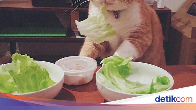 Yang Lagi Diet, Yuk Lihat Dulu Meme yang Bikin Senyum Ini!