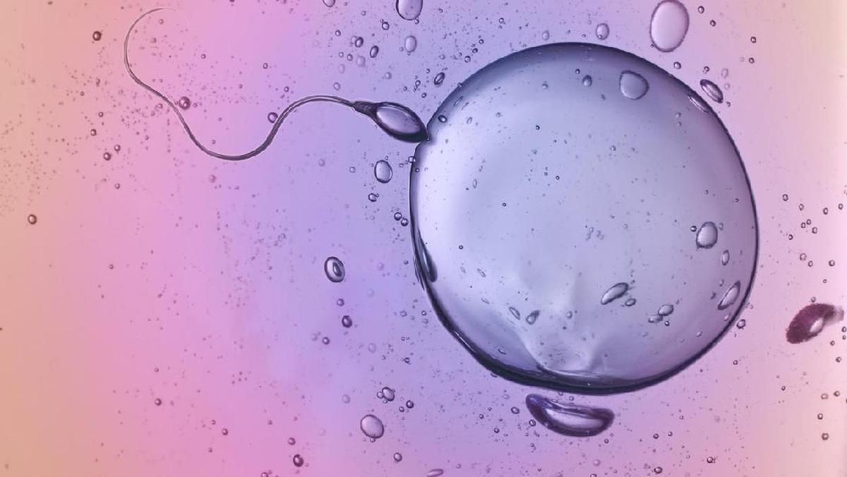 4 Fakta Menarik Sel Telur, Ukuran hingga Proses Terbentuknya Anak Kembar
