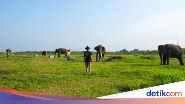7 Fakta TN Way Kambas, Rumah Bagi Satwa Dilindungi di Ujung Sumatera