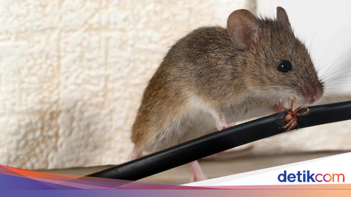 Apa Perbedaan Curut dan Tikus? Ini Ciri-cirinya